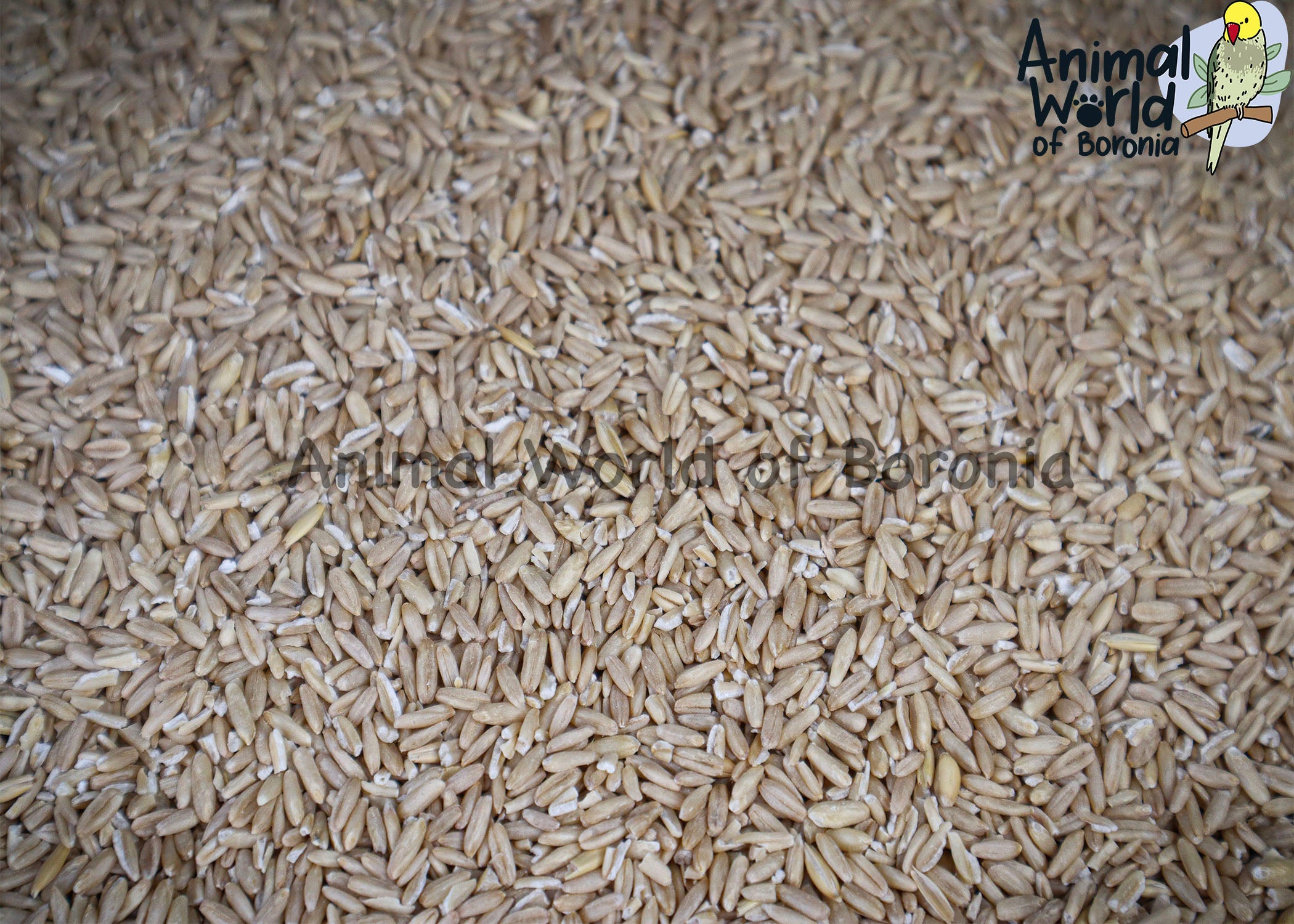 Hulled Oats | Animal World of Boronia